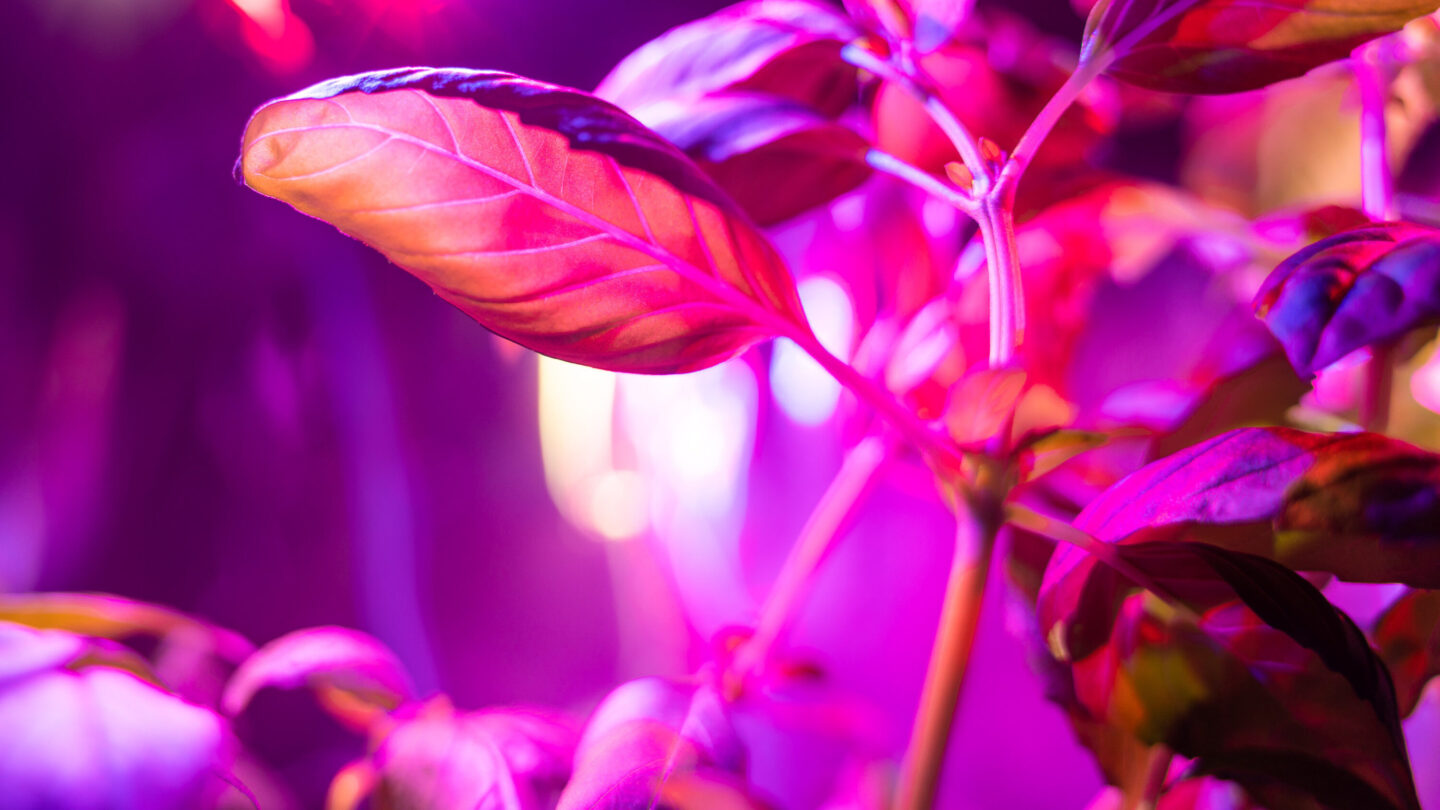 A Novel Industry for High-value Plant Production (Plant Factories) - HAMK