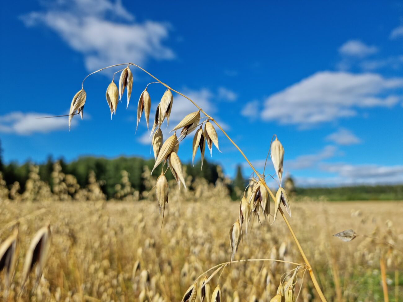 Sweet Oat – Vitality from Heritage Grains - HAMK